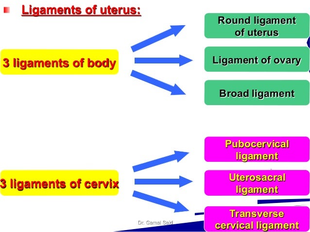 Dr.gamal presentation