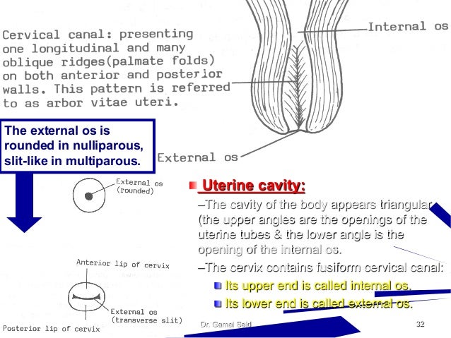 Dr.gamal presentation
