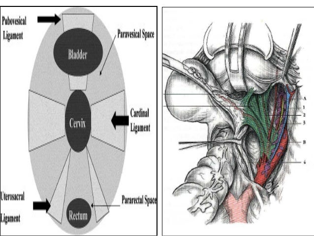Dr.nisreen anatomy presentation