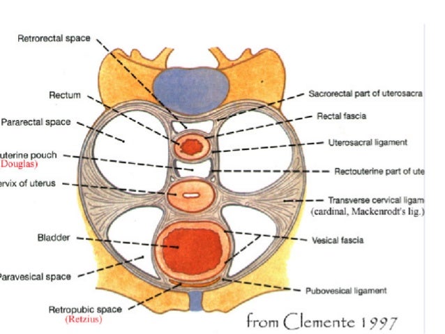 Dr.nisreen anatomy presentation