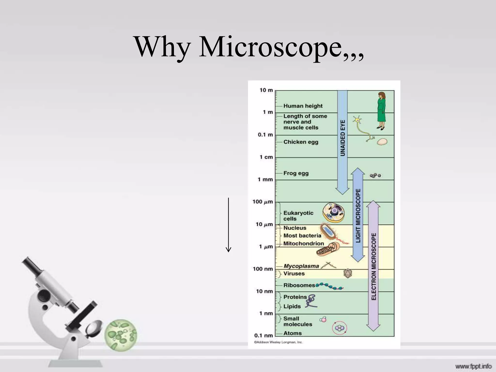 microscopes- a brief introduction | PPTX