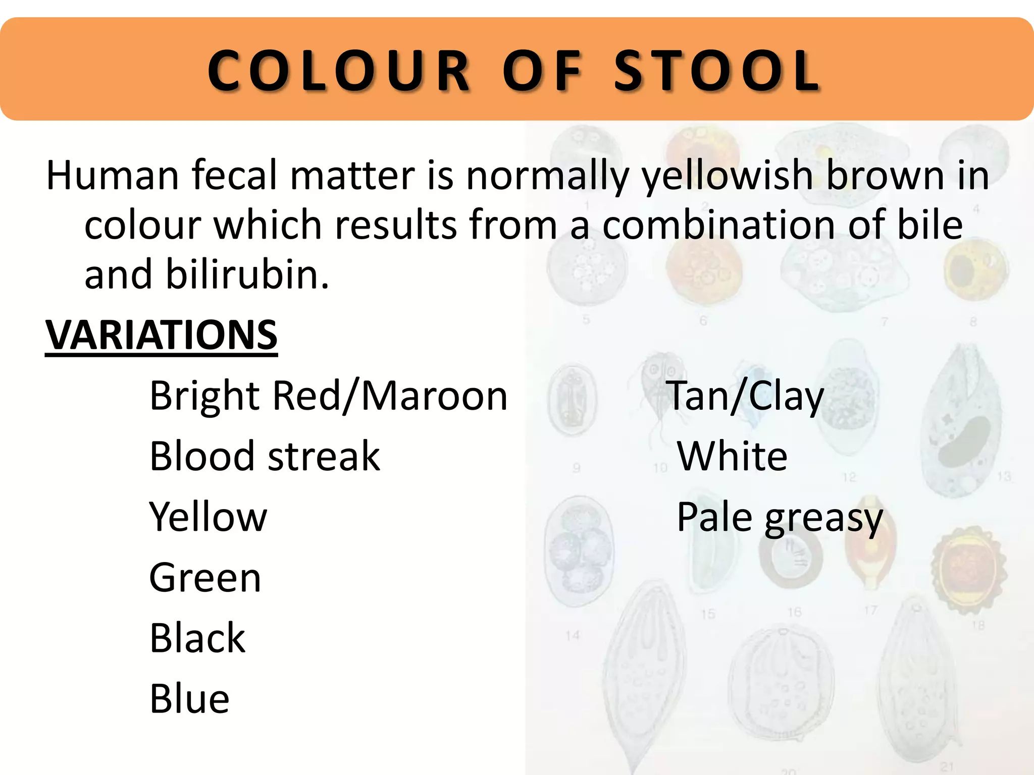 STOOL EXAMINATION | PPTX