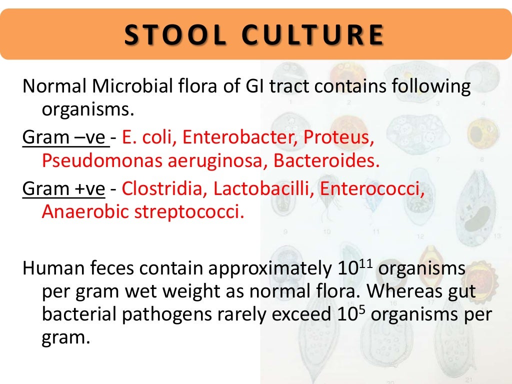 STOOL EXAMINATION stool-examination