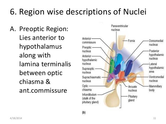 Hypothalamic Nuclei Medial Zone
