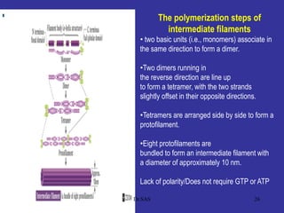 Dr.sas cytoskeletal proteins | PPT