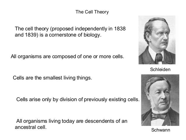 CELL ANATOMY