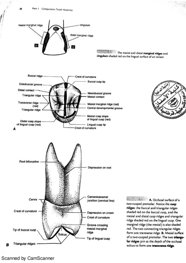 dental anatomy Dr. fars sassi 2.3