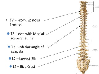 spine examination by Dr.guru prasad | PPTX