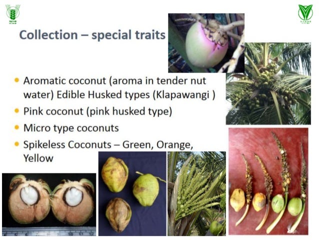 COCONUT GENETIC RESOURCES CONSERVATION & UTILIZATION IN INDIA