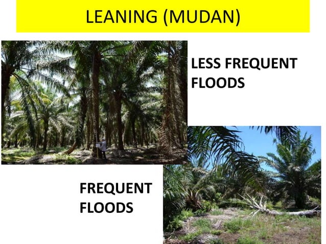 Dr. alexender sayok - flooding investigation | PPT