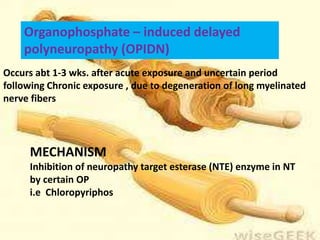 Dr .hafeez presentation opp | PPT