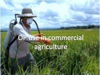 Dr .hafeez presentation opp | PPT