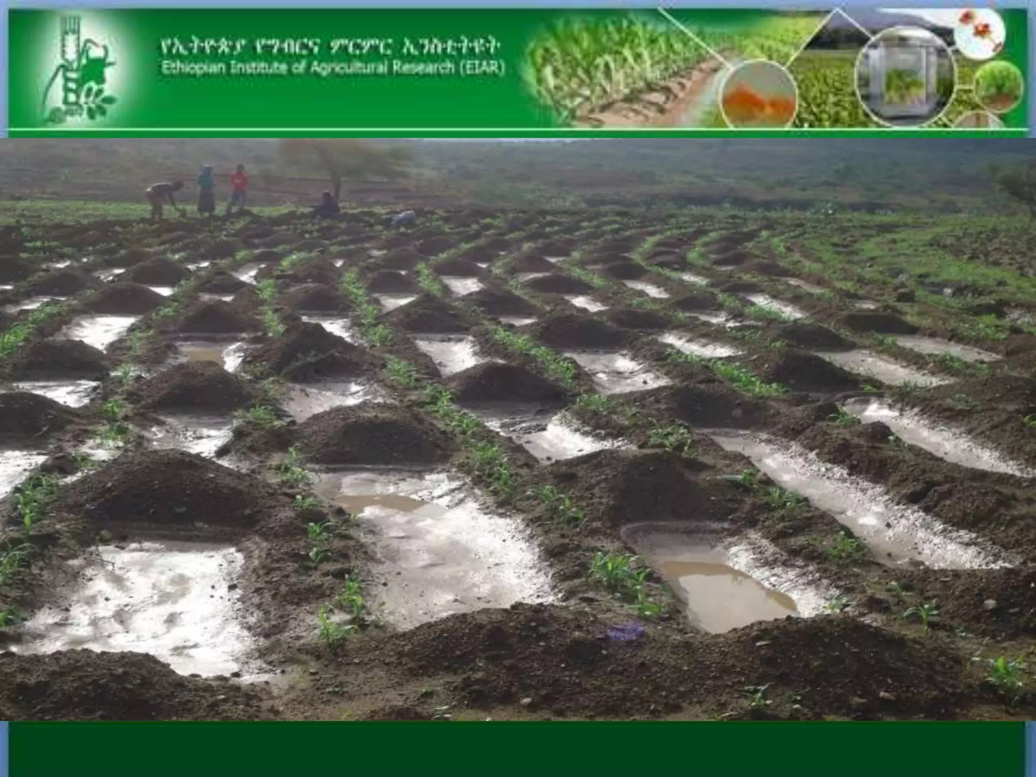 Research Focus and Capacity Building Plan of EIAR | PPTX