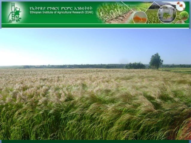 Research Focus and Capacity Building Plan of EIAR | PPTX | Agriculture ...