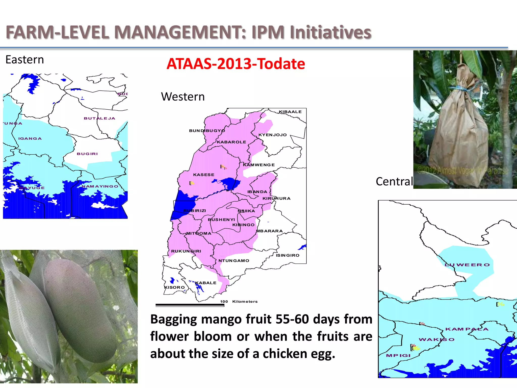 Integrated Management of Fruit Flies in Uganda | PPTX