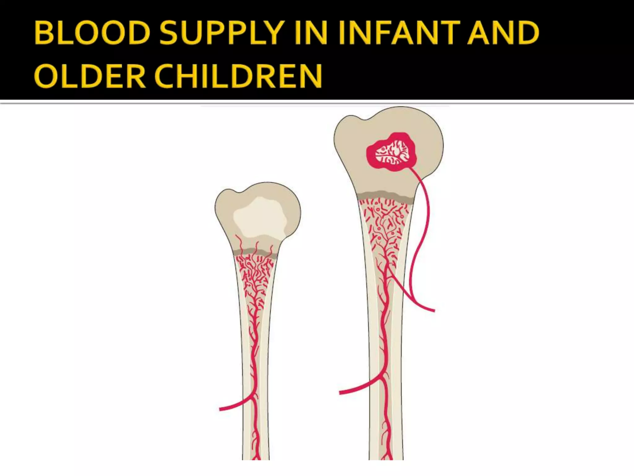 Bone Infections | PPT