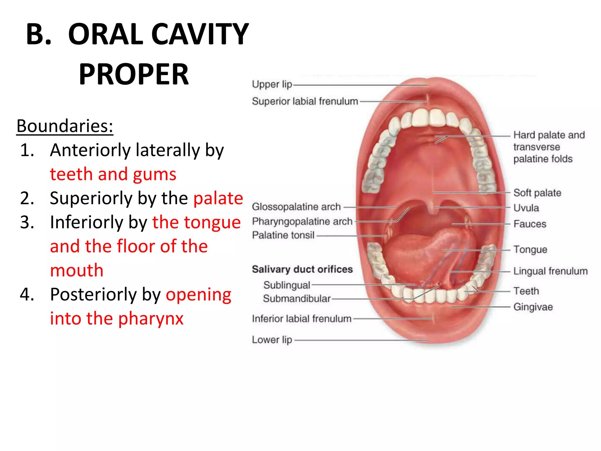 Dr.mustafa haddad anatomy of oral cavity | PPTX
