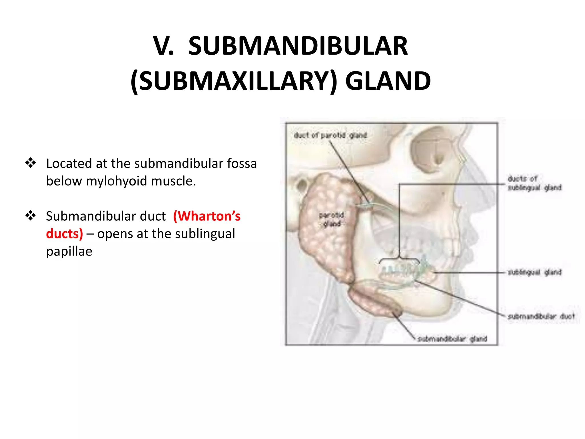 Dr.mustafa haddad anatomy of oral cavity | PPTX