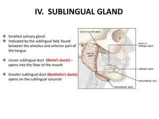 Dr.mustafa haddad anatomy of oral cavity | PPTX