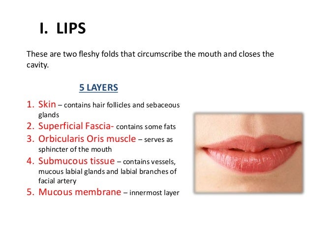 Dr.mustafa haddad anatomy of oral cavity