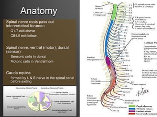 Spine trauma , regarding etiology, causes, aggravating and relieving ...