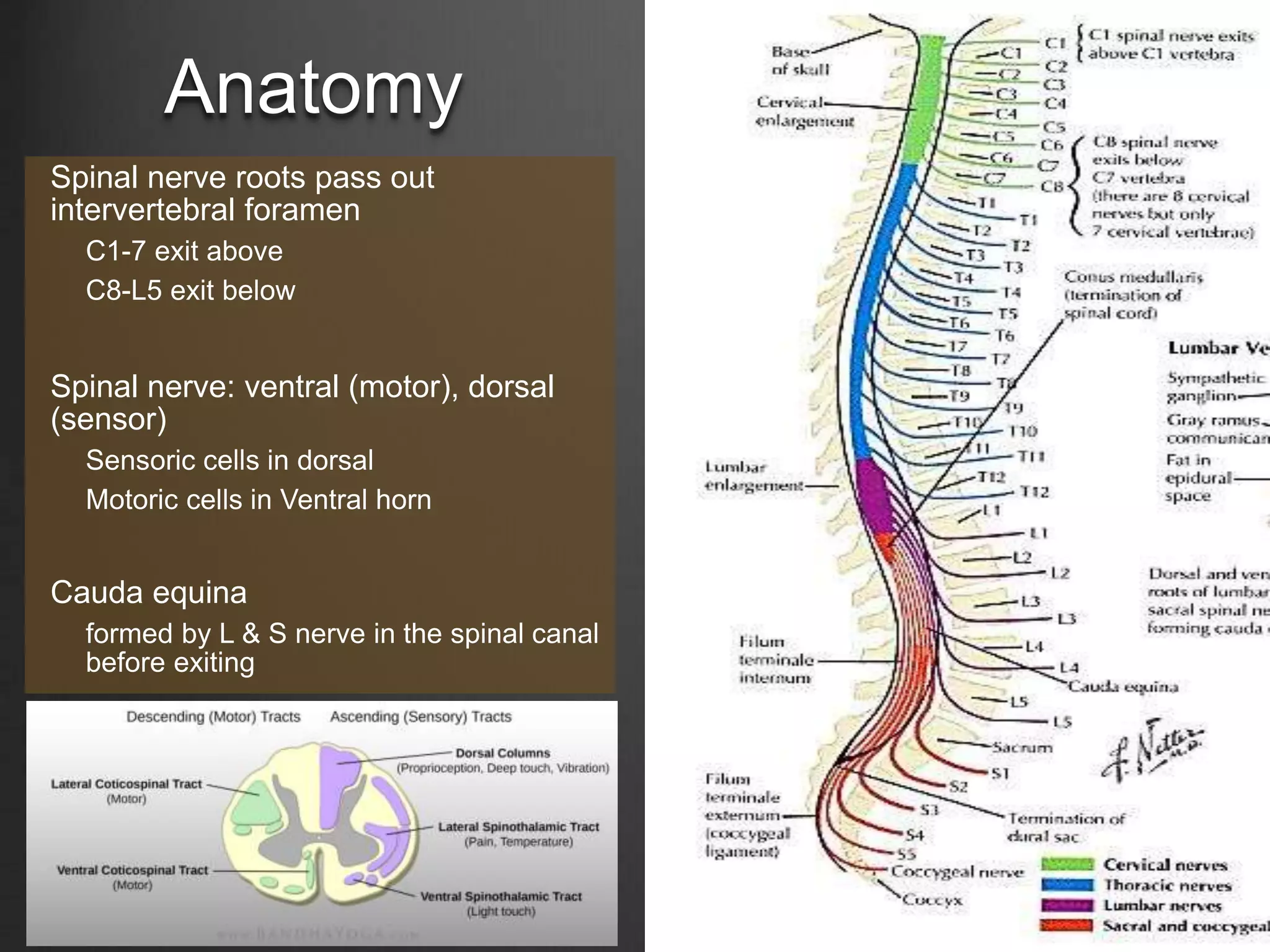 Spine Trauma | PPTX