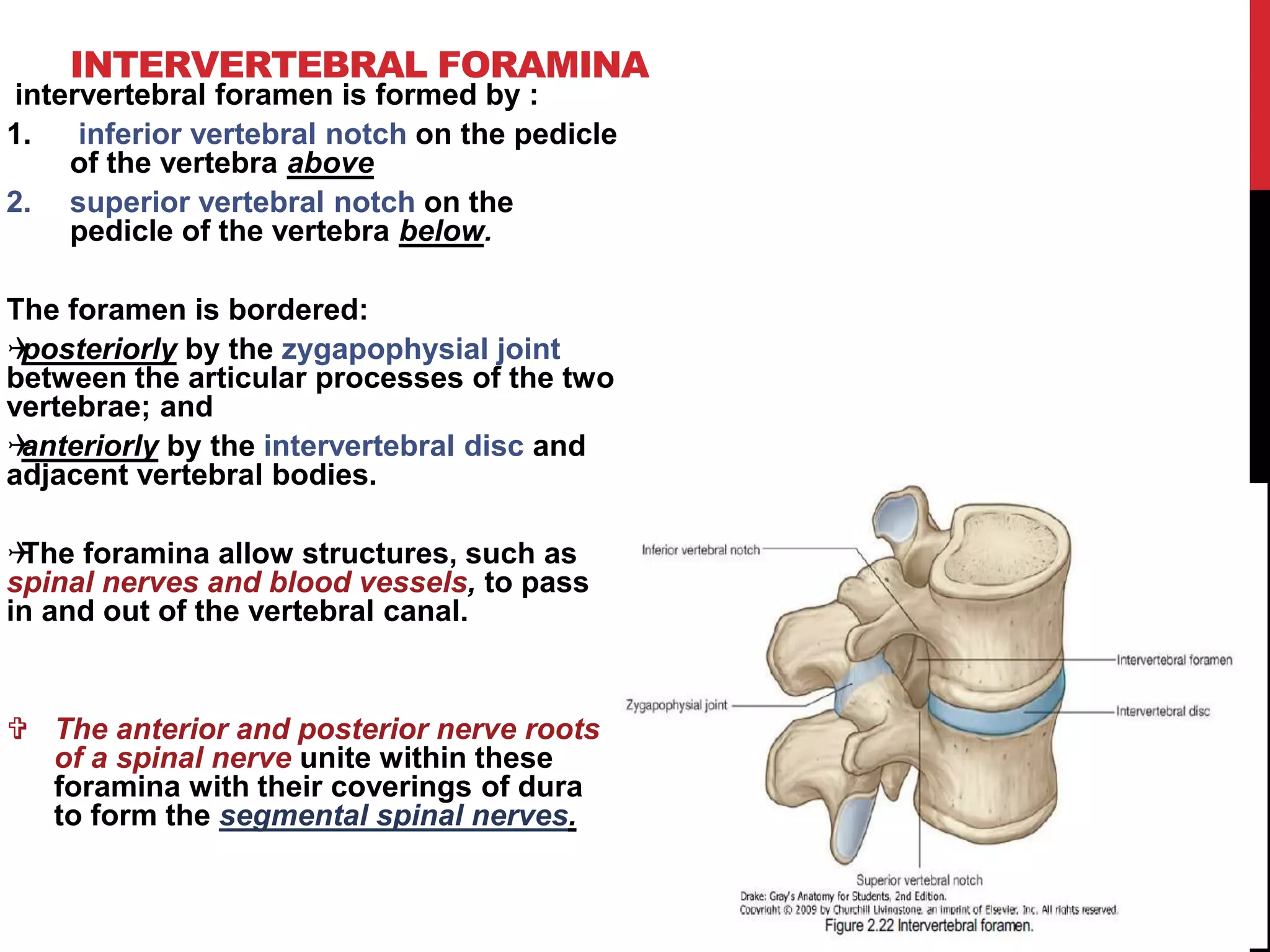 anatomy of spine | PPTX