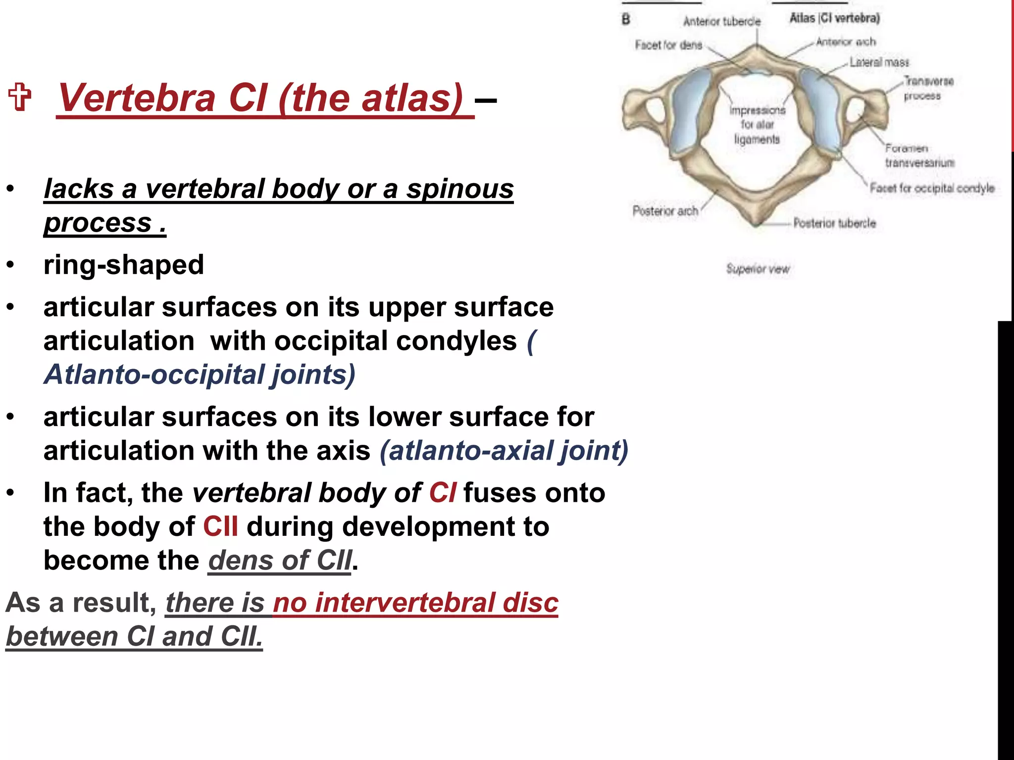 anatomy of spine | PPTX