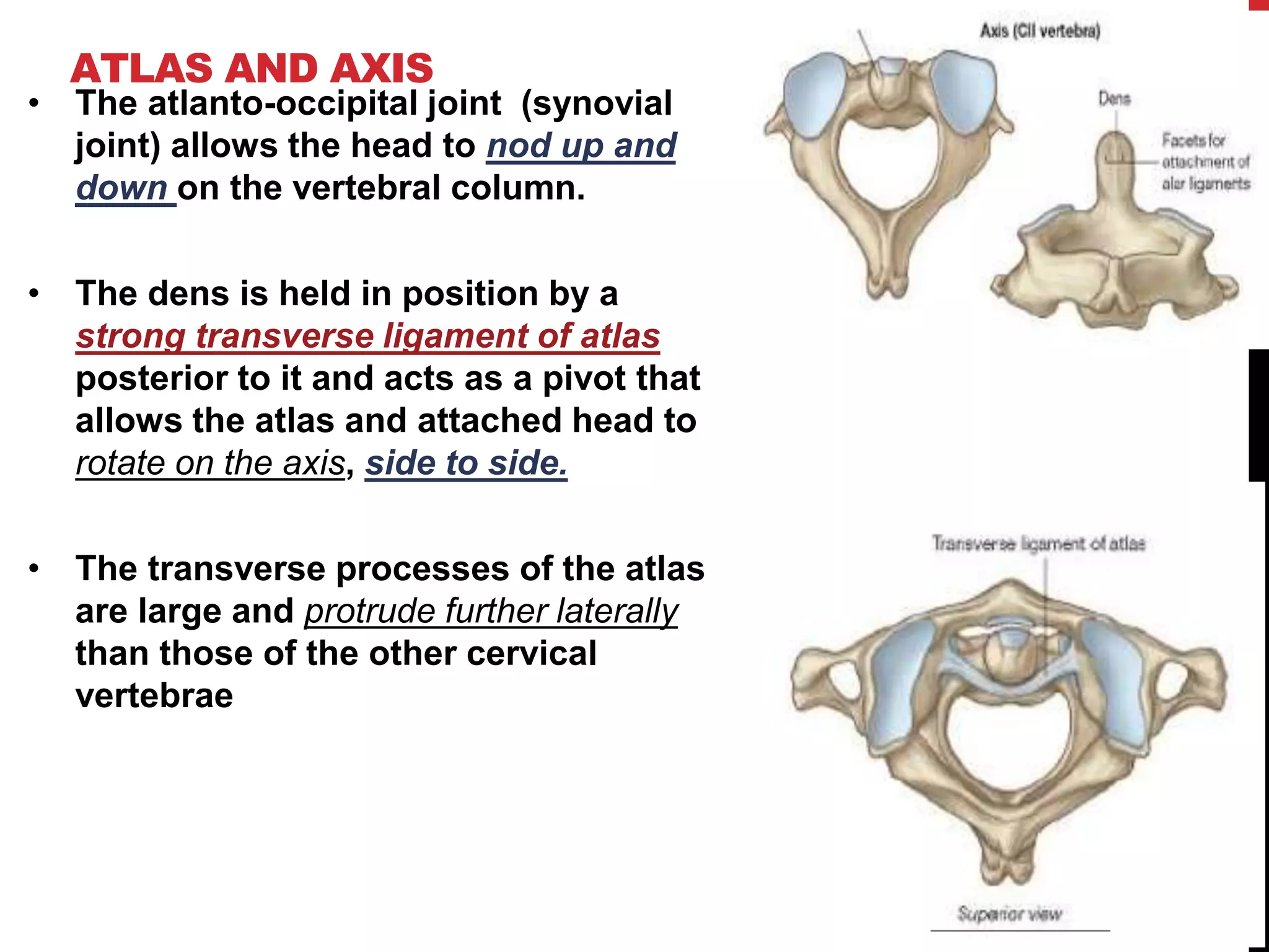 anatomy of spine | PPTX