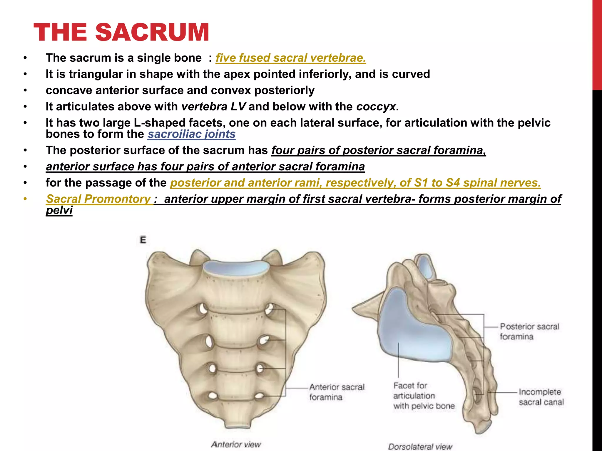 anatomy of spine | PPTX