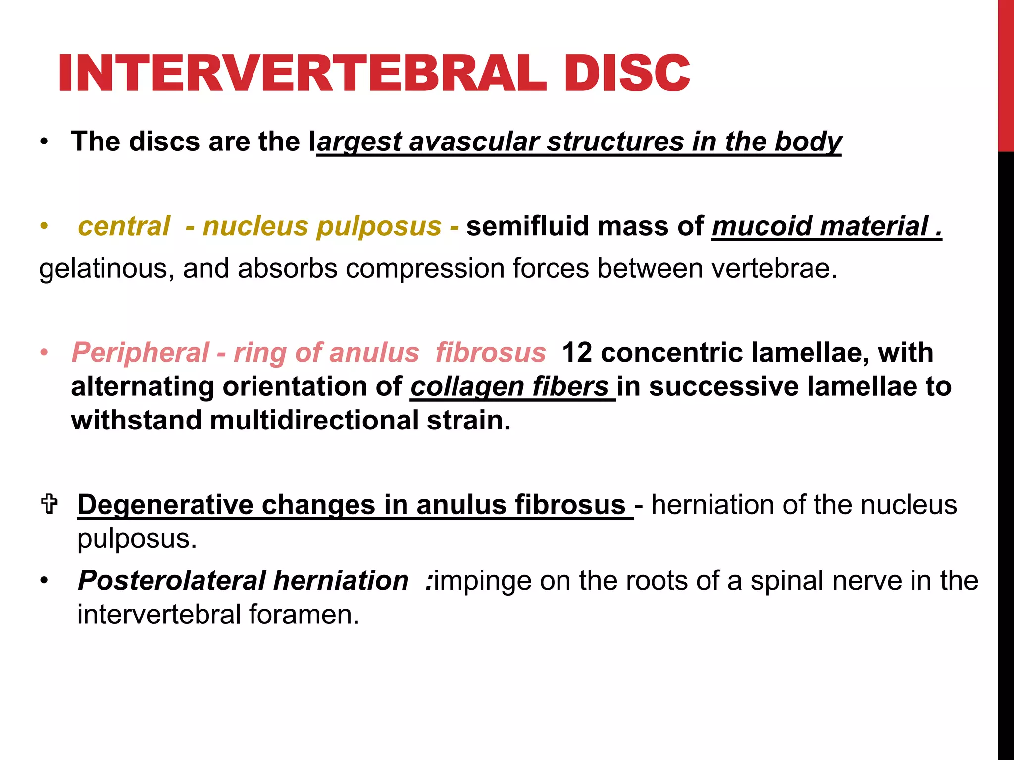 anatomy of spine | PPTX