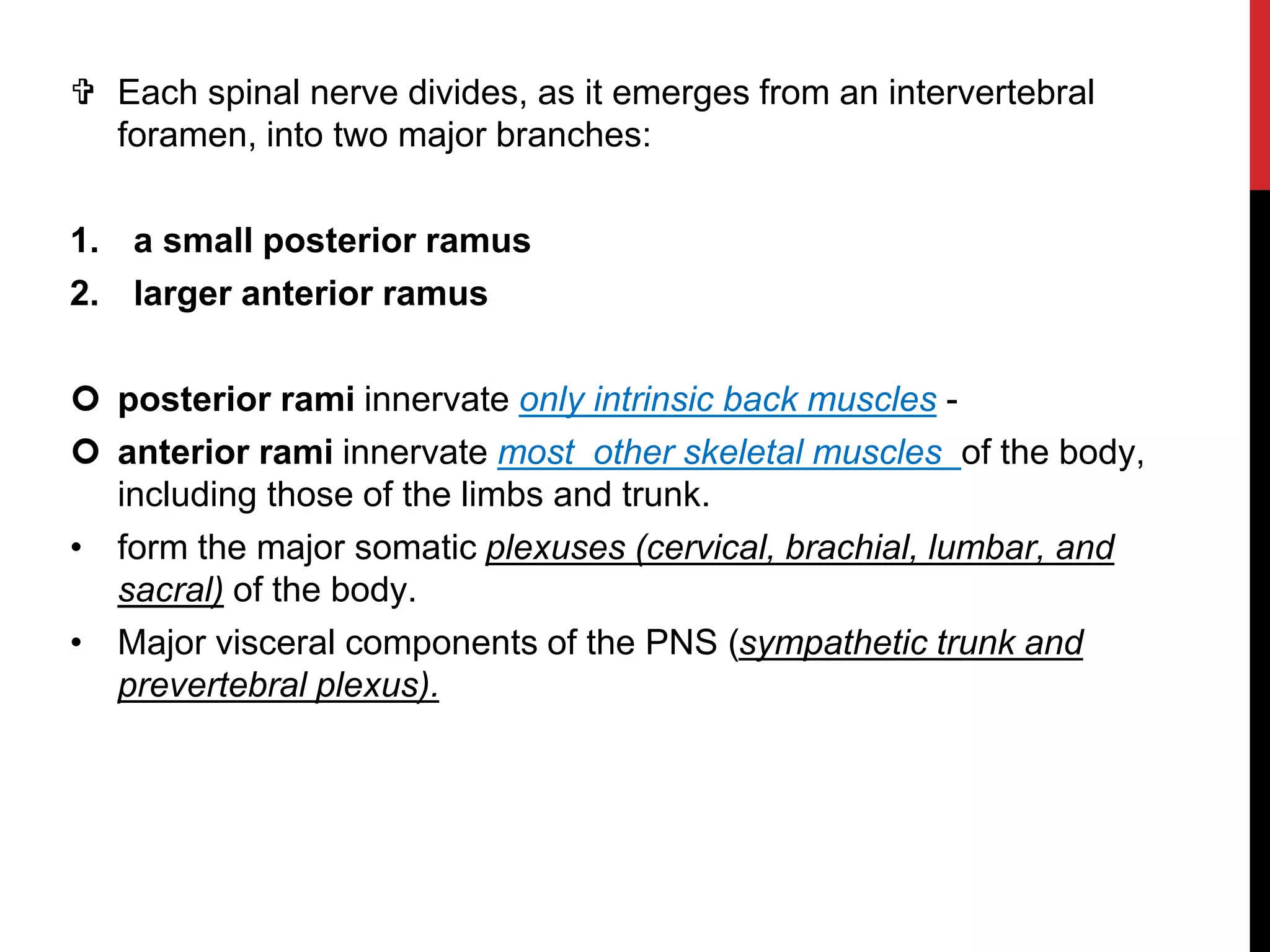 anatomy of spine | PPTX