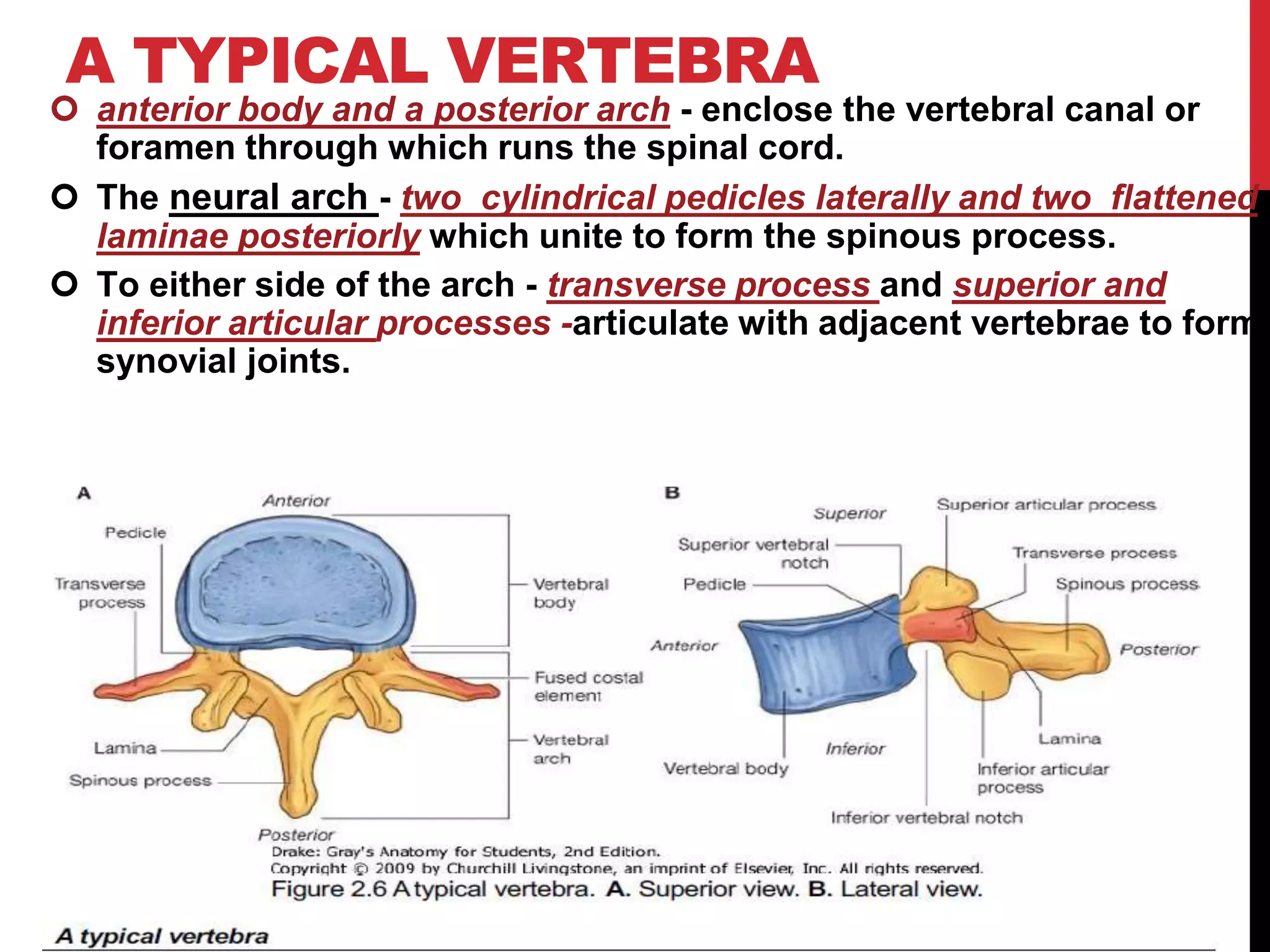 anatomy of spine | PPTX