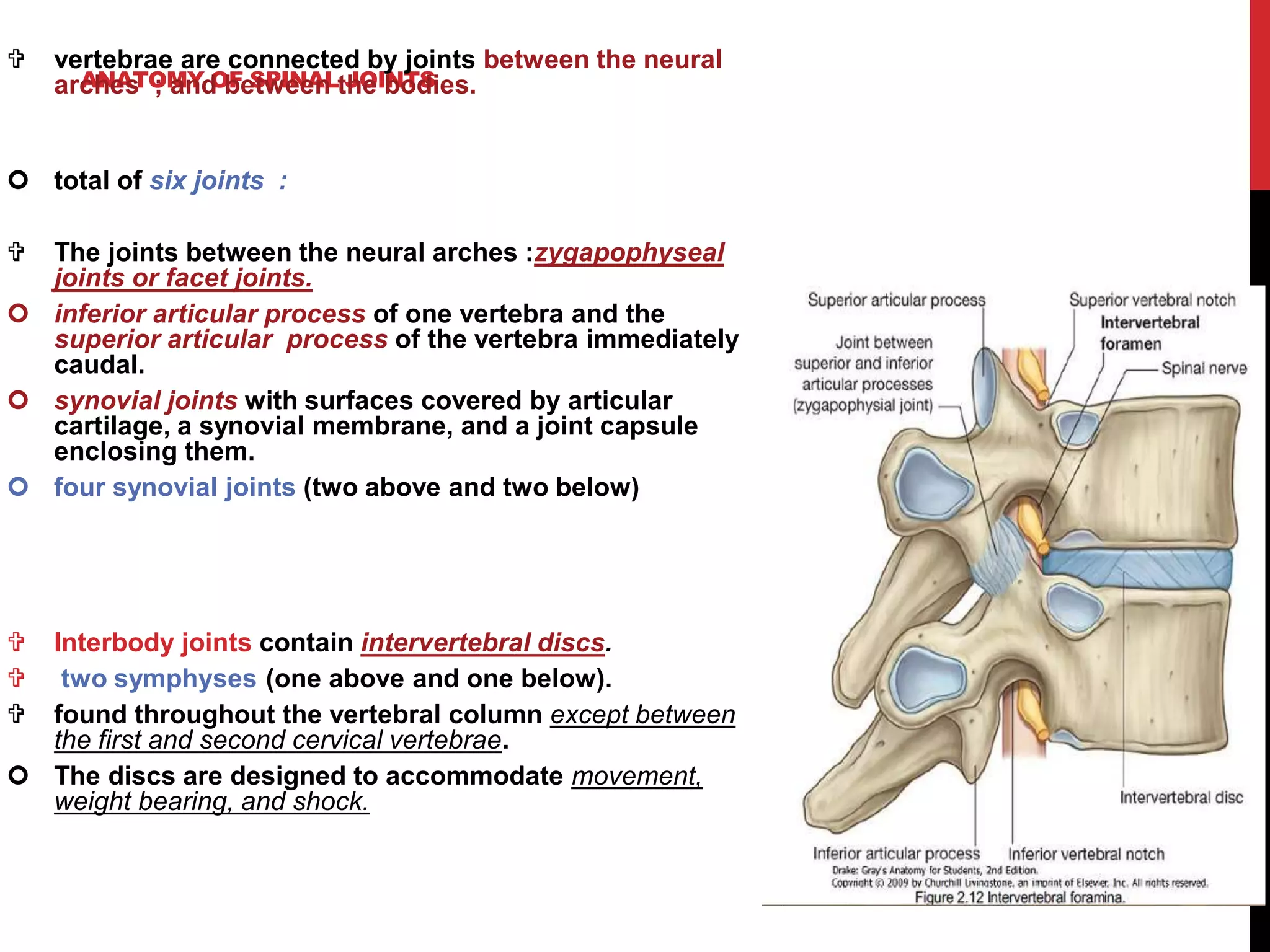 anatomy of spine | PPTX