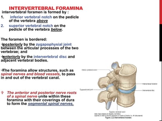 anatomy of spine | PPTX