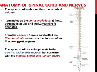 anatomy of spine | PPTX