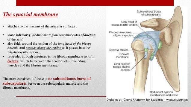 applied aspects of shoulder joint