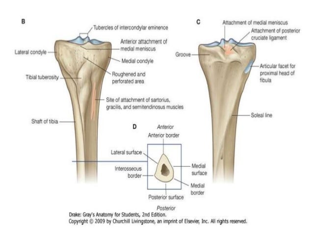Dr. anurag applied anatomy of knee