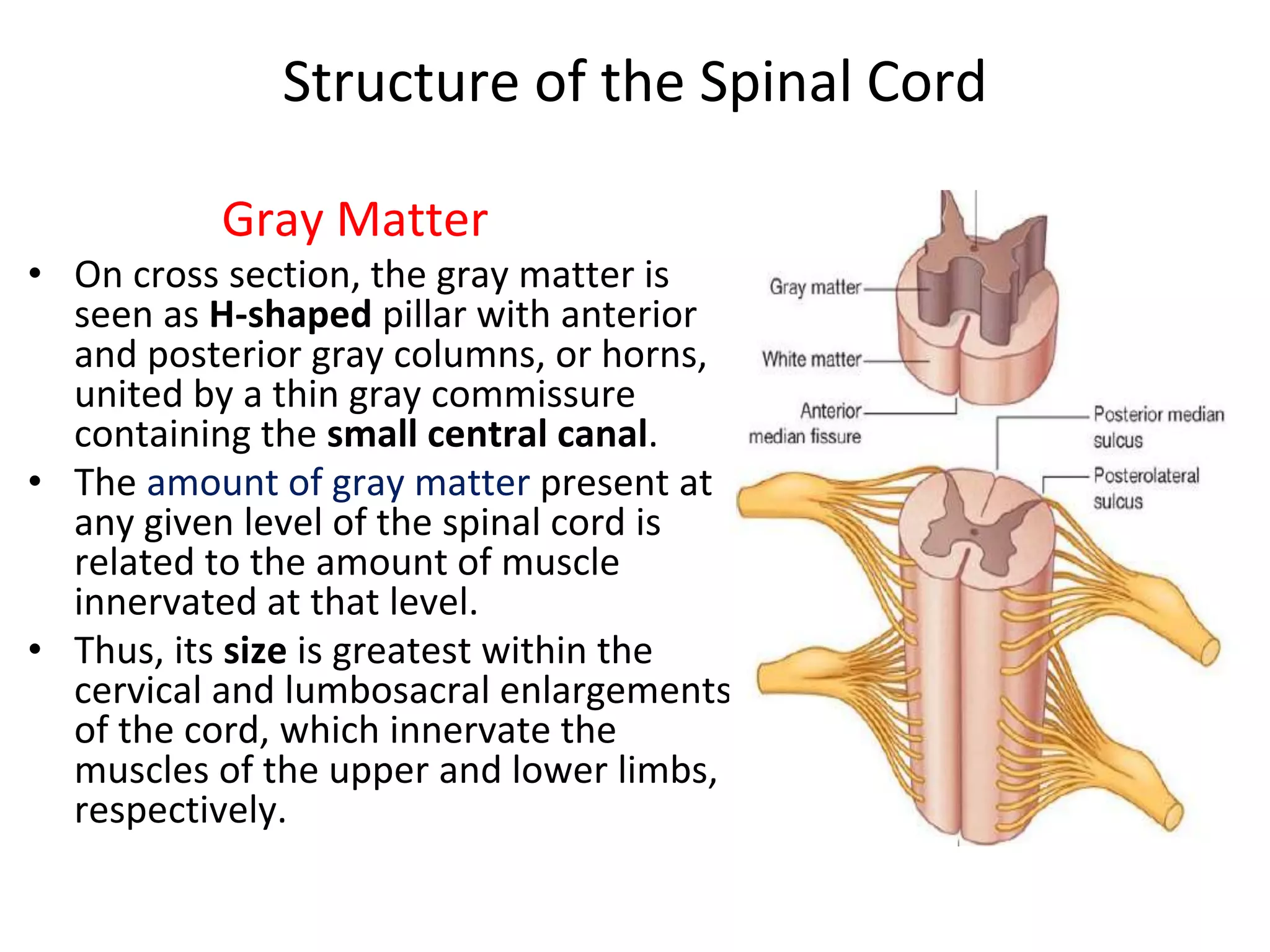 spinal cord and applied aspects of spine | PPTX