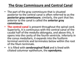 spinal cord and applied aspects of spine | PPTX