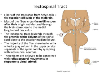 spinal cord and applied aspects of spine | PPTX