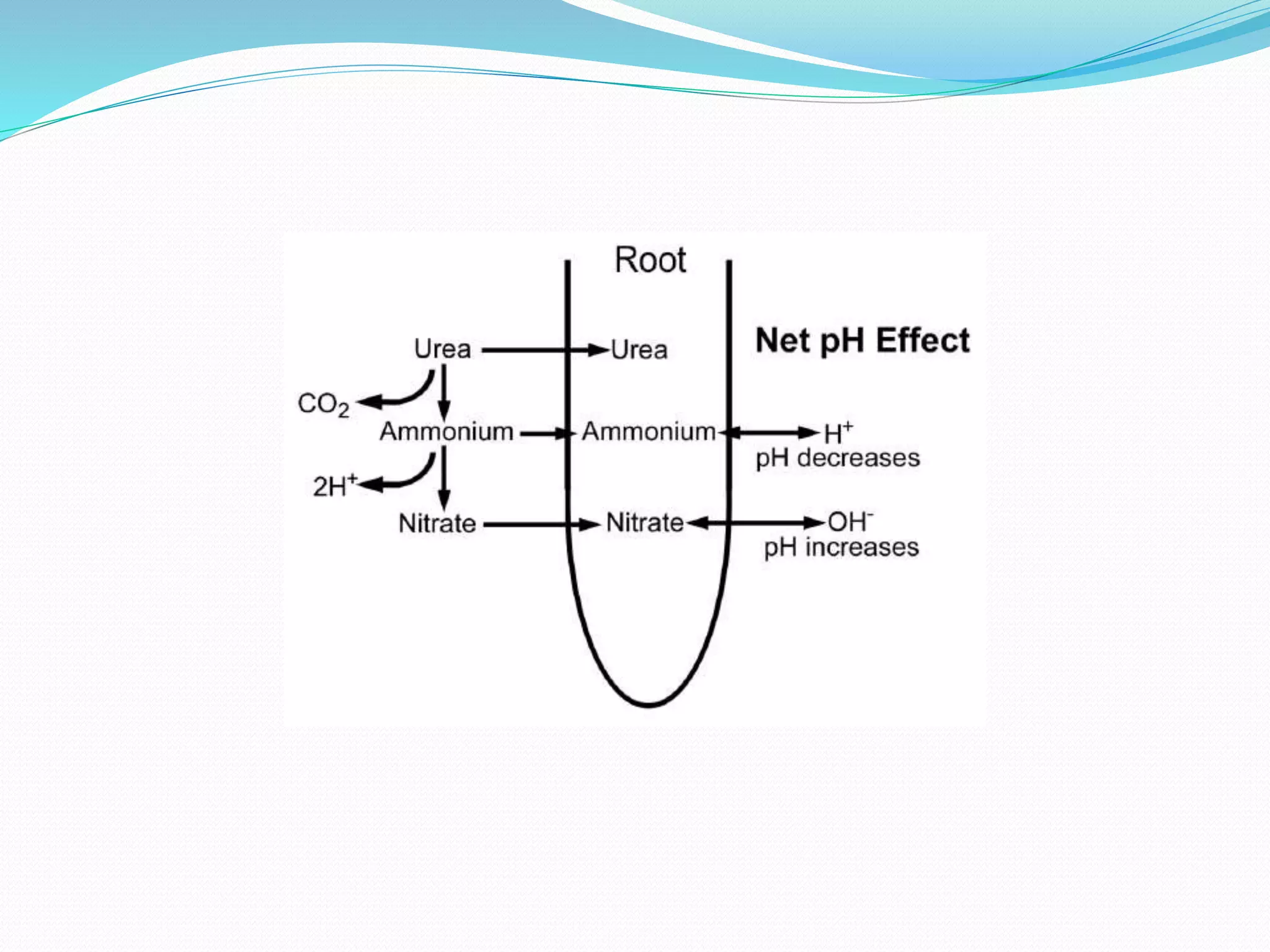Dr. Rehab Al Mousa. Plant Tissue Culture | PPT