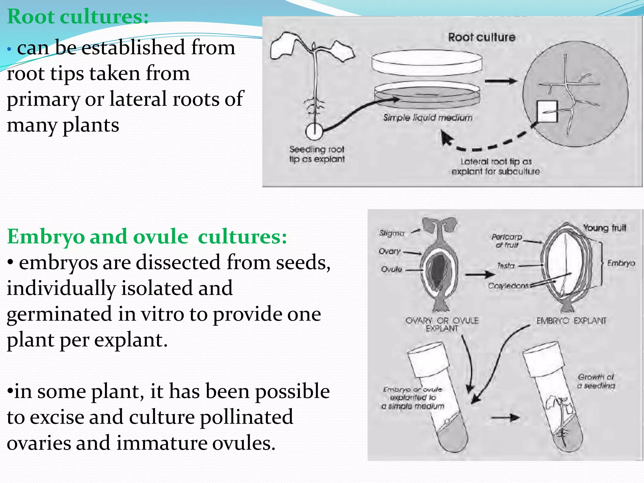 Dr. Rehab Al Mousa. Plant Tissue Culture | PPT