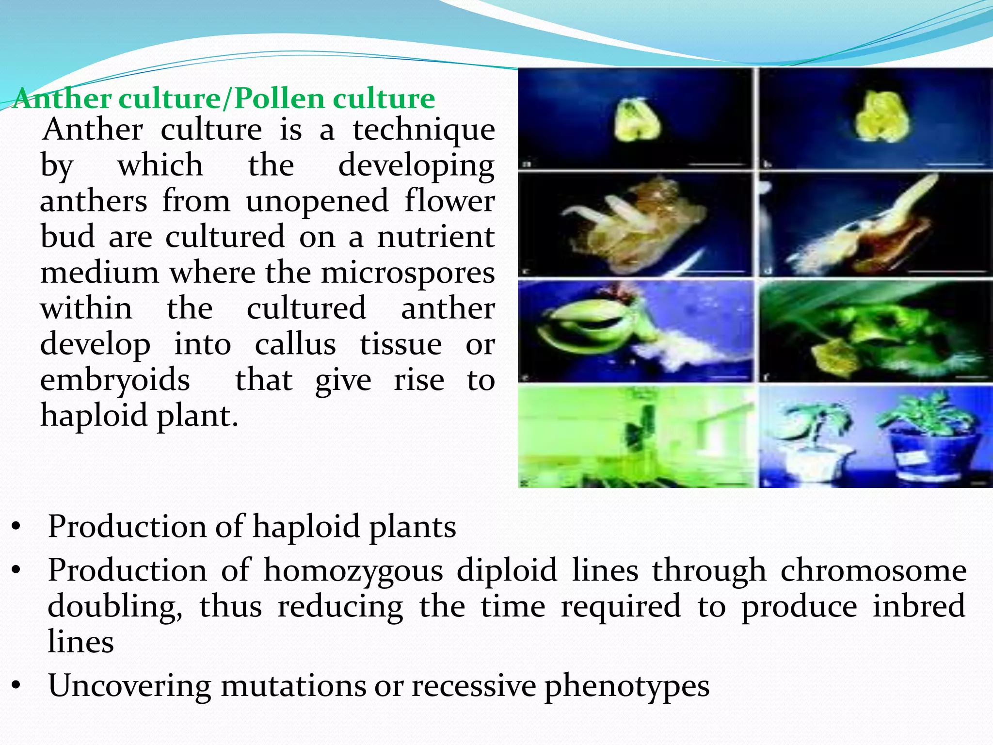 Dr. Rehab Al Mousa. Plant Tissue Culture | PPTX | Gardening | Home & Garden