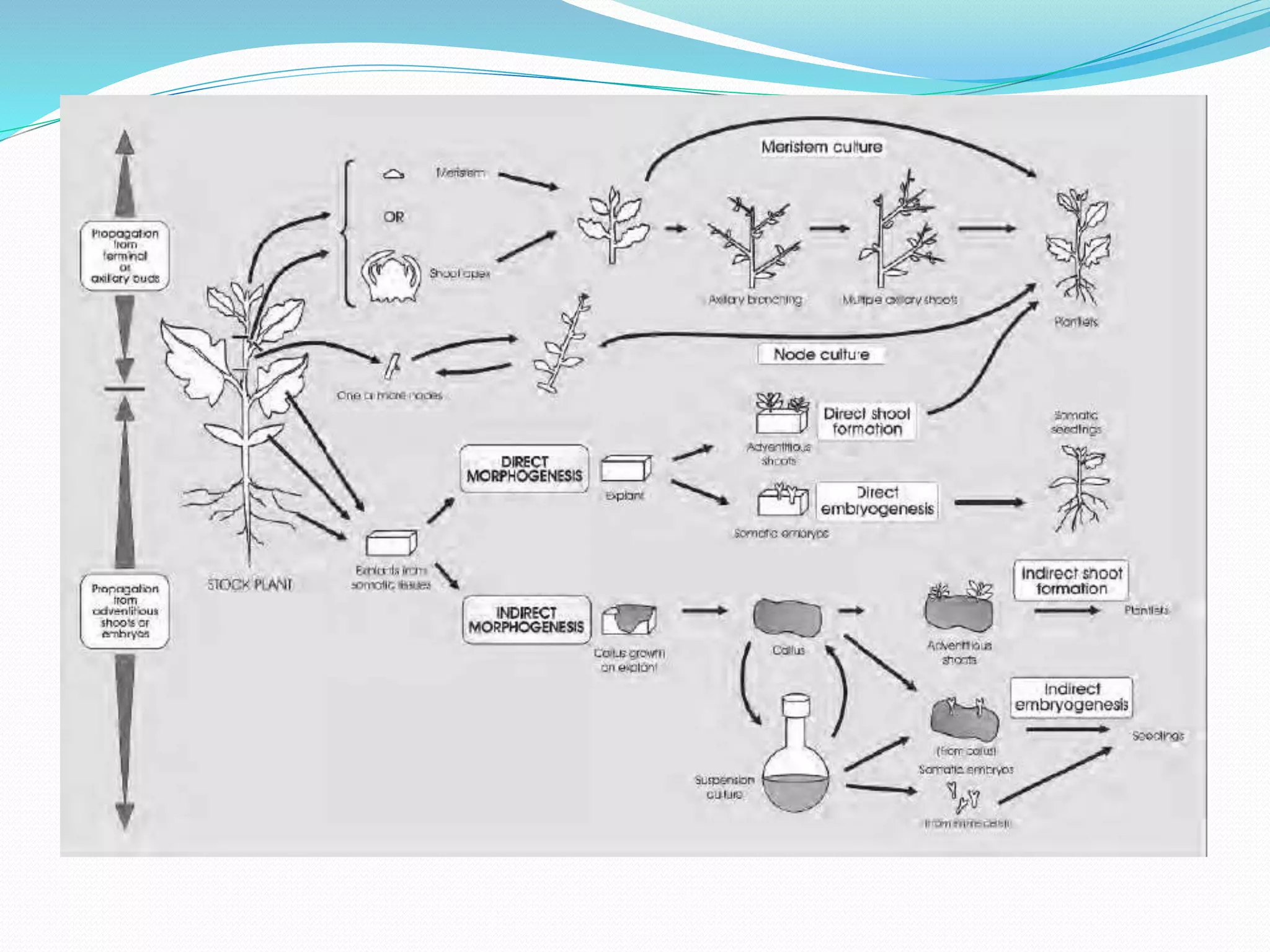 Dr. Rehab Al Mousa. Plant Tissue Culture | PPT