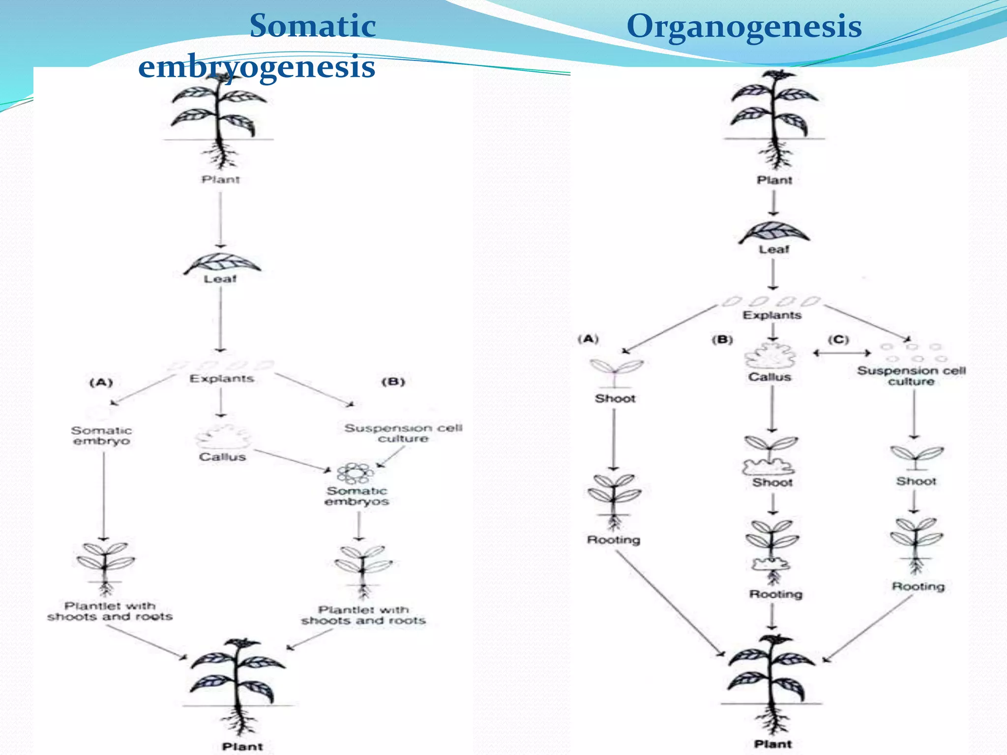 Dr. Rehab Al Mousa. Plant Tissue Culture | PPT