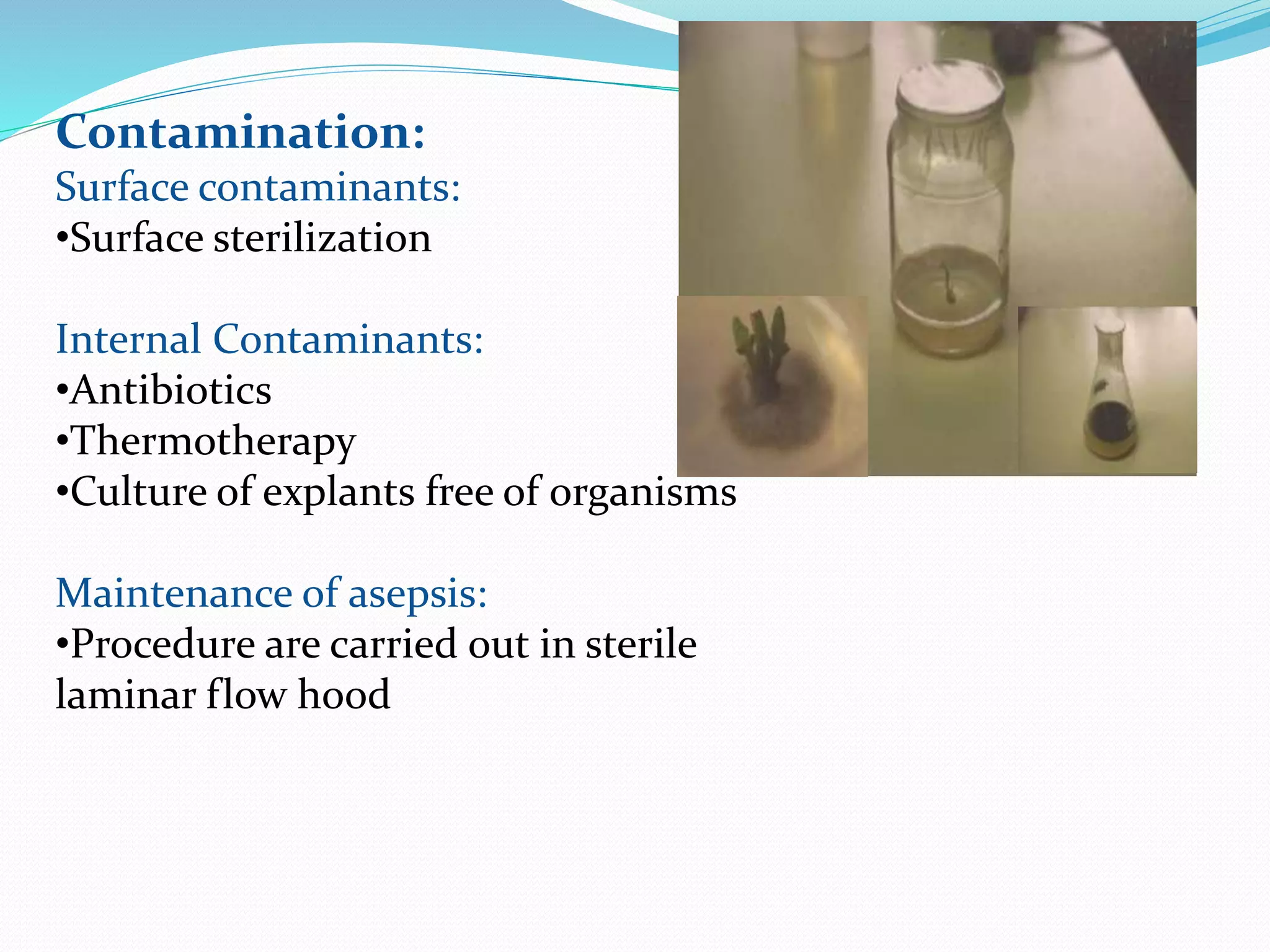 Dr. Rehab Al Mousa. Plant Tissue Culture | PPT