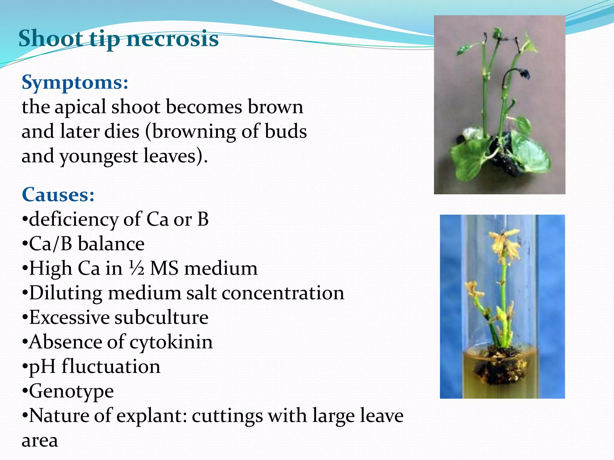 Dr. Rehab Al Mousa. Plant Tissue Culture | PPT