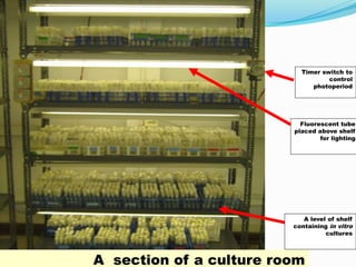 Dr. Rehab Al Mousa. Plant Tissue Culture | PPT