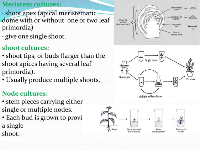 Dr. Rehab Al Mousa. Plant Tissue Culture | PPT